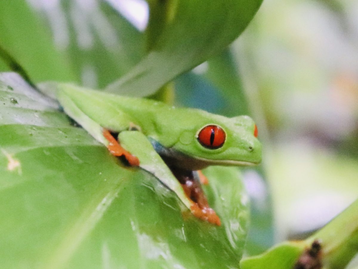 Costa Rica – coolest neighbours